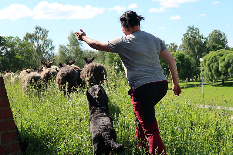 Hämeen linnan vallit ehostuvat asiantuntija- ja lammasvoimin - Senaatti