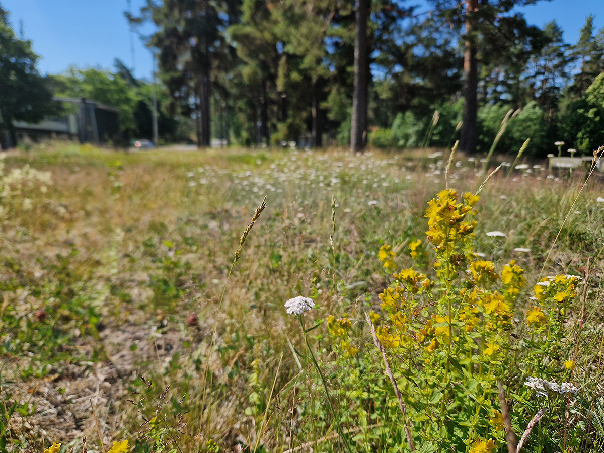 Luonnon monimuotoisuuden parantaminen etenee – Upinniemen varuskunta ...
